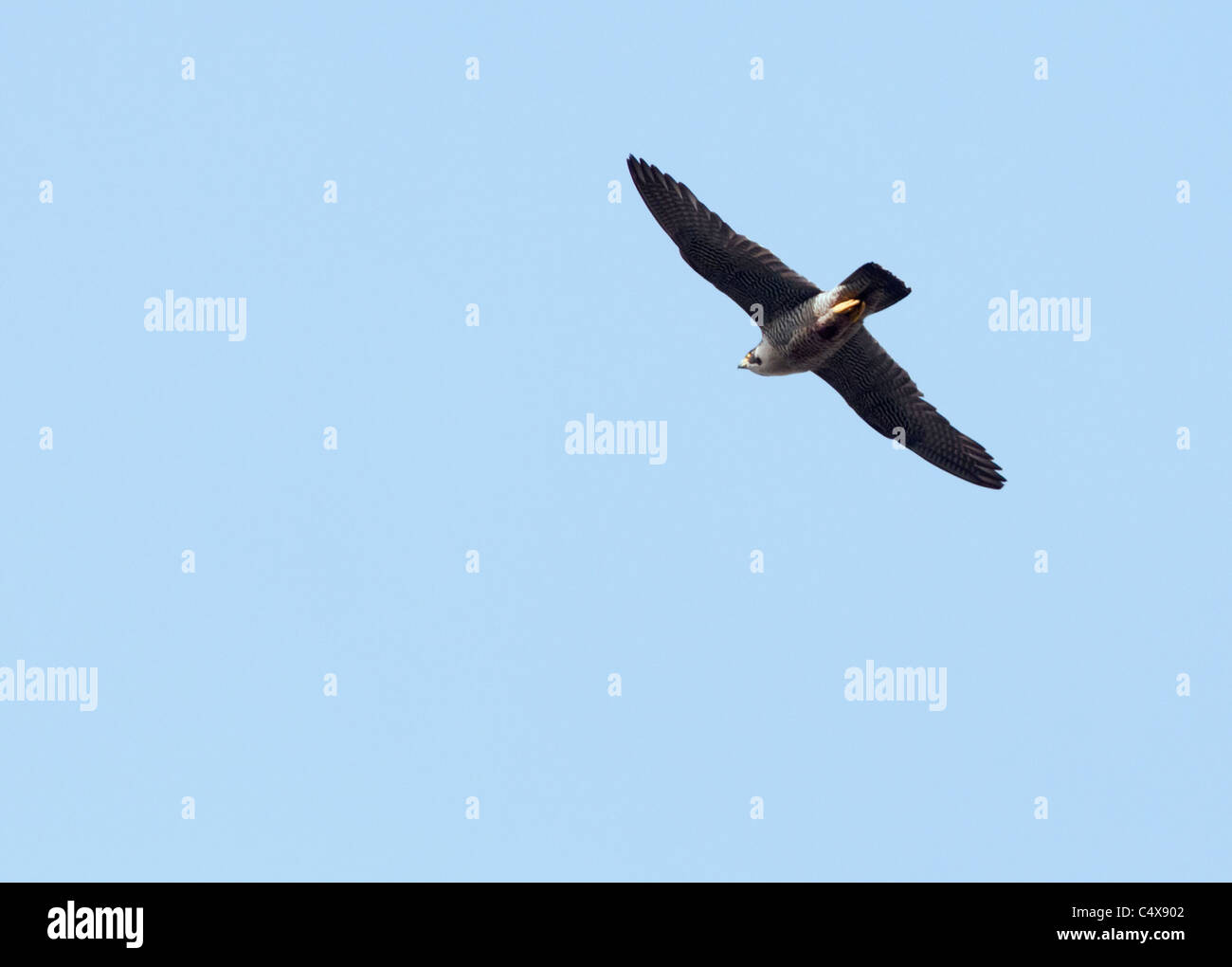 Peregrine Falcon (Falco peregrinus) in flight above Lincoln Cathedral ...