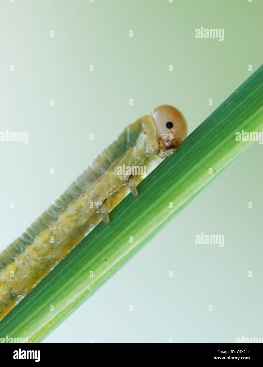 Caterpillar worm insect larva hi-res stock photography and images - Alamy