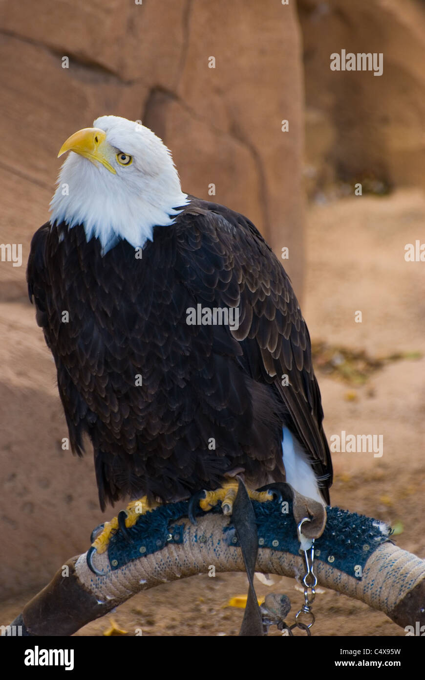 Golden eagle in captivity hi-res stock photography and images - Alamy