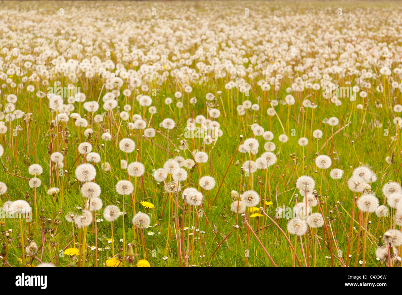 A field of dandelions in the Uk with heads ready for seed dispersal in ...