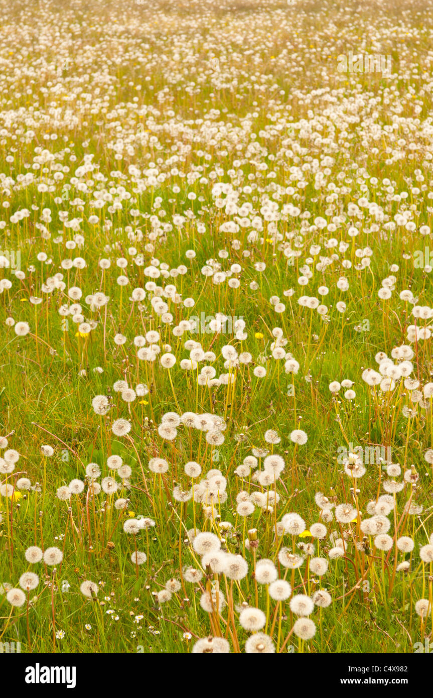 A field of dandelions in the Uk with heads ready for seed dispersal in ...