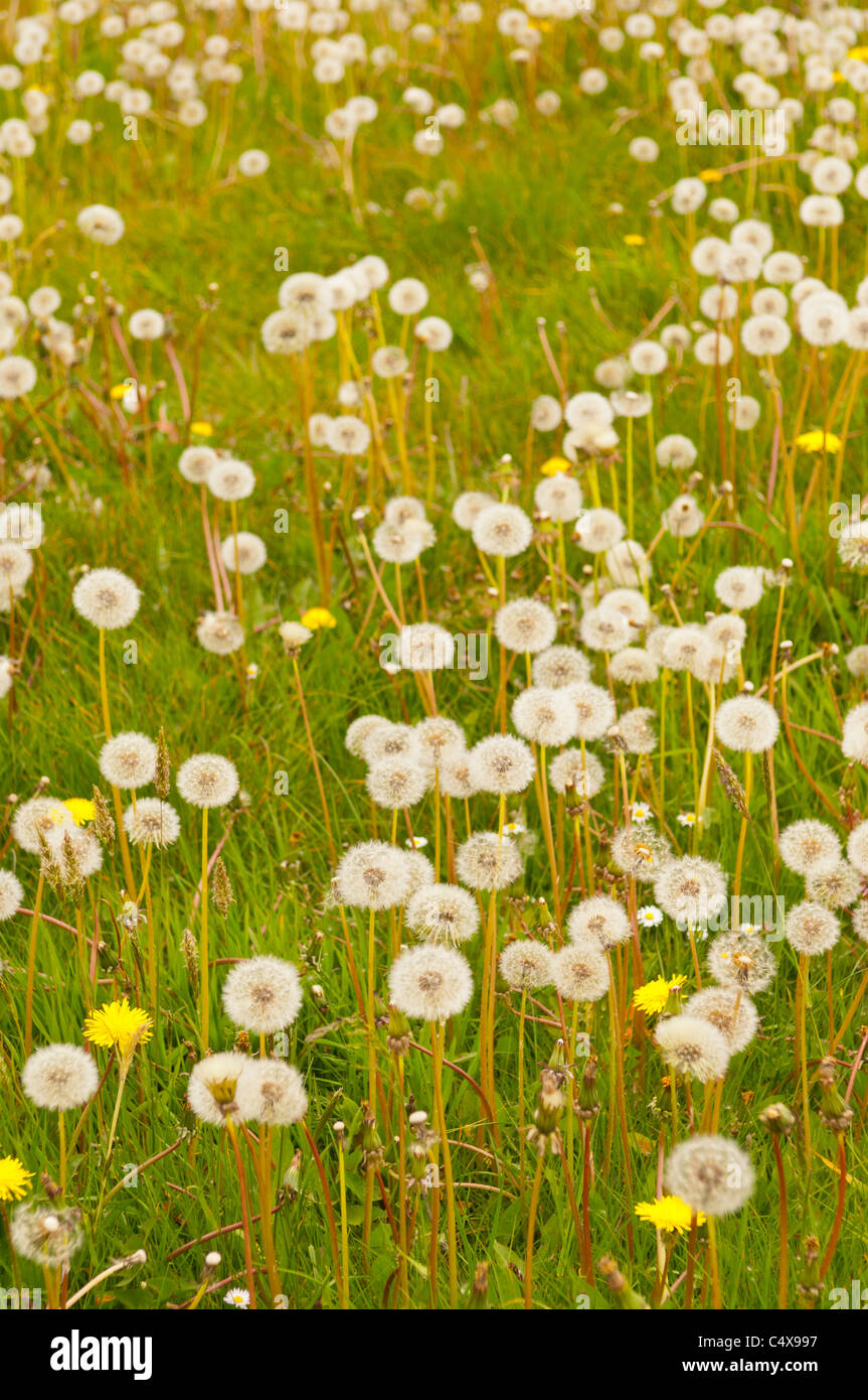 A field of dandelions in the Uk with heads ready for seed dispersal in ...