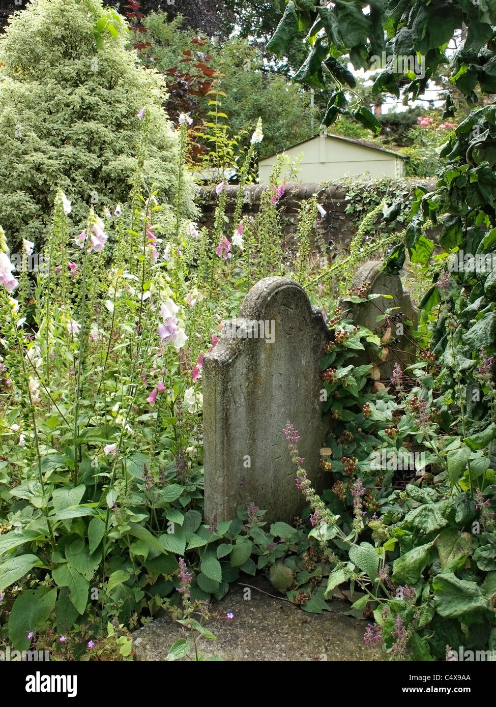 Old over grown gravestone Stock Photo - Alamy