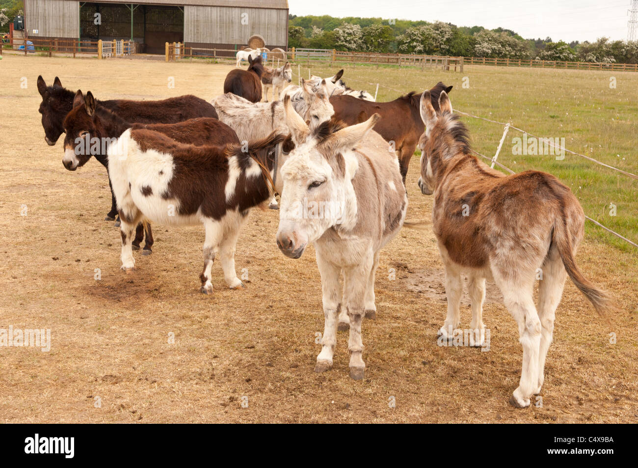Donkeys at Redwings Horse Sanctuary at the Caldecott Visitor Centre in ...