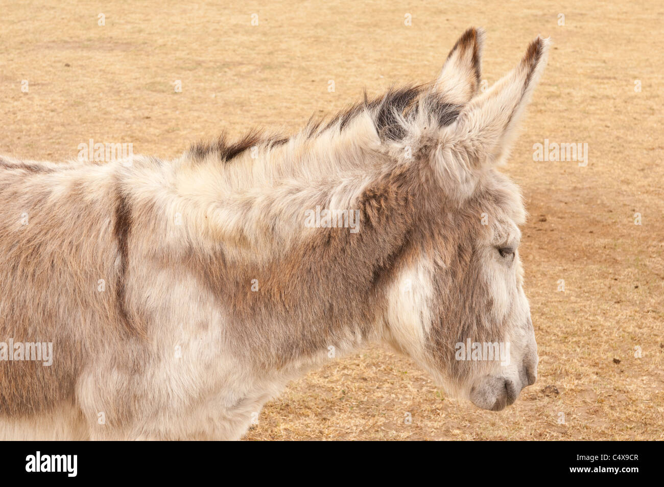 A Donkey at Redwings Horse Sanctuary at the Caldecott Visitor Centre in ...