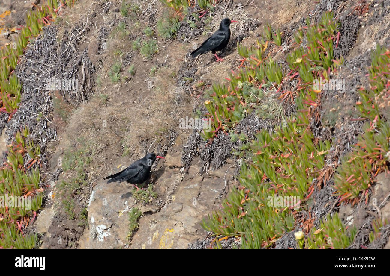 Lizard pair of Choughs June 2011 Stock Photo - Alamy