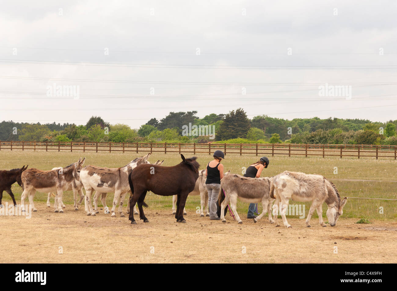 Donkeys at Redwings Horse Sanctuary at the Caldecott Visitor Centre in ...