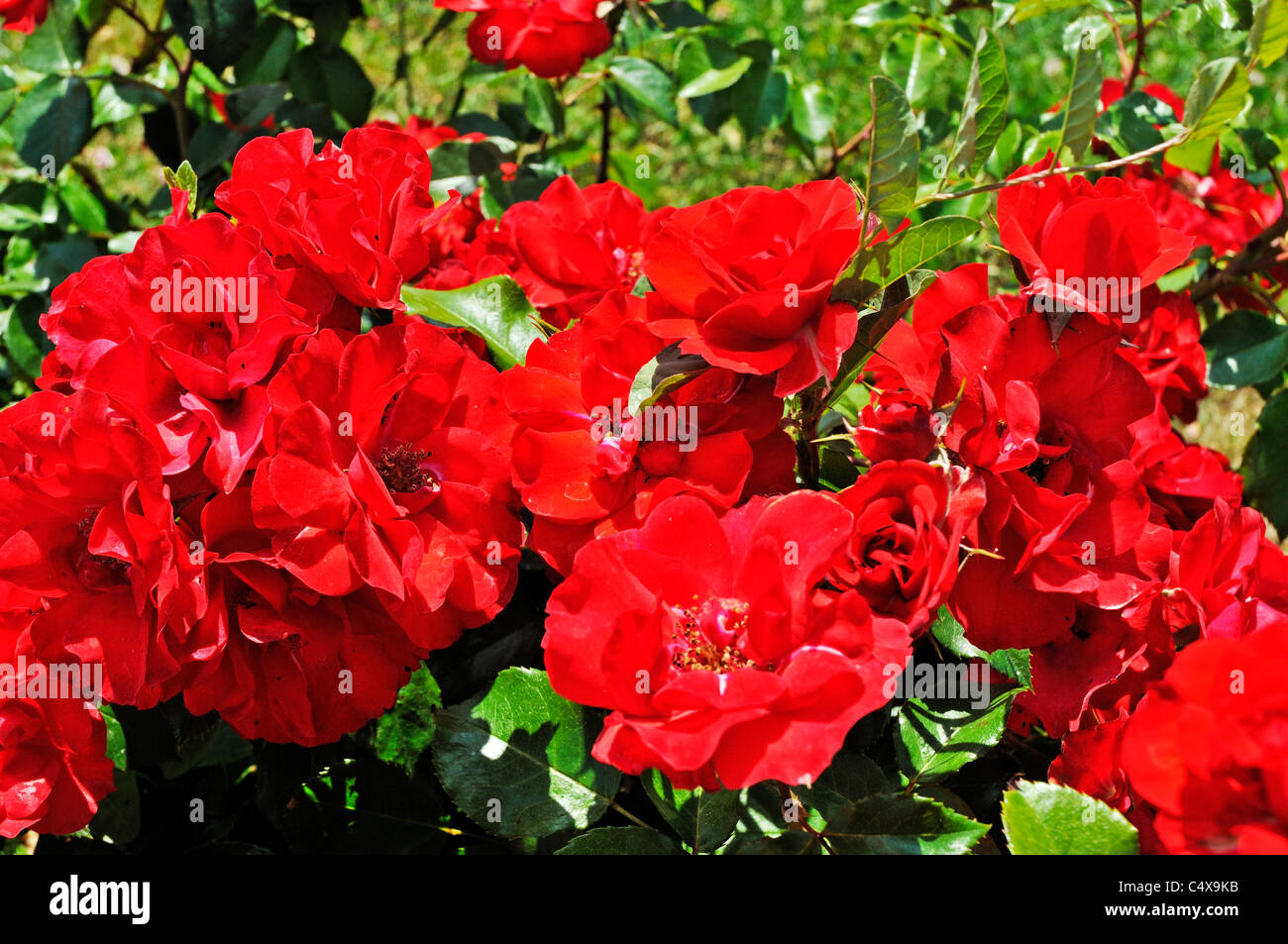A colourful spray of deep red floribunda roses in La Place d'Armes ...