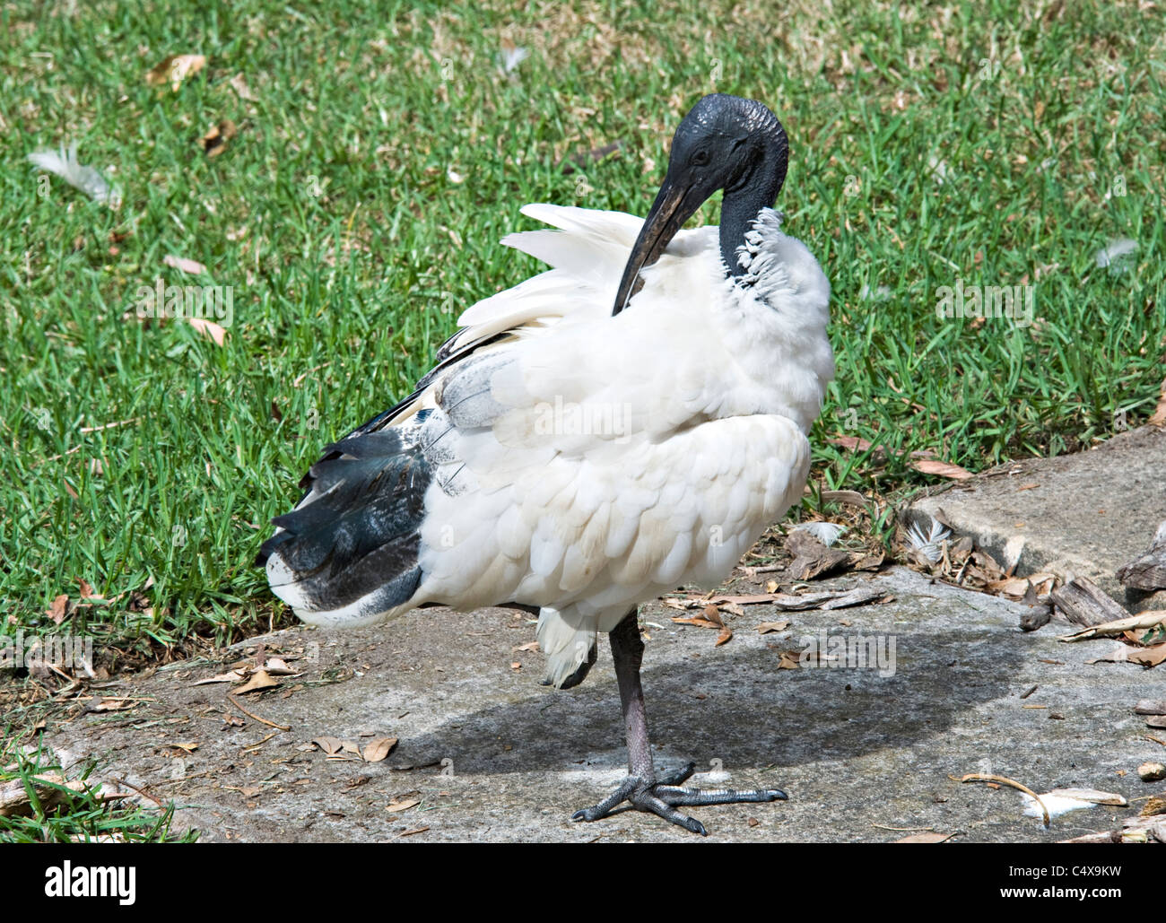 Australian white ibis hi-res stock photography and images - Alamy
