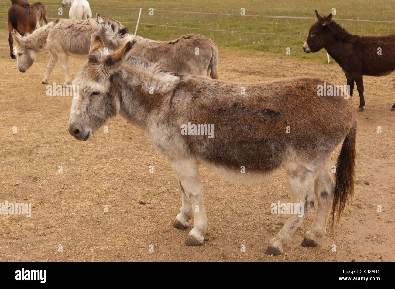 Donkeys at Redwings Horse Sanctuary at the Caldecott Visitor Centre in ...