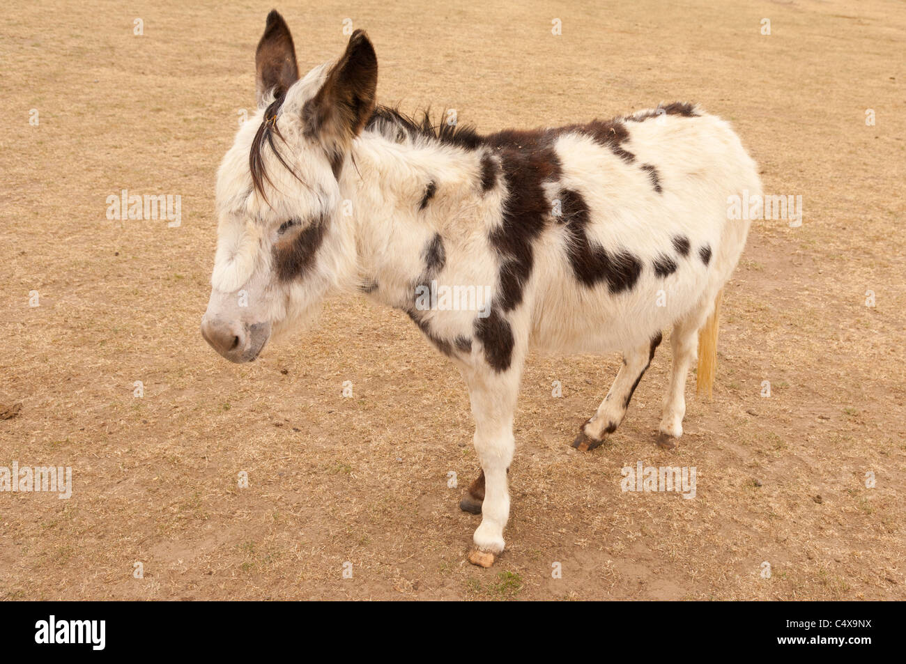 Donkey sanctuary uk hi-res stock photography and images - Alamy