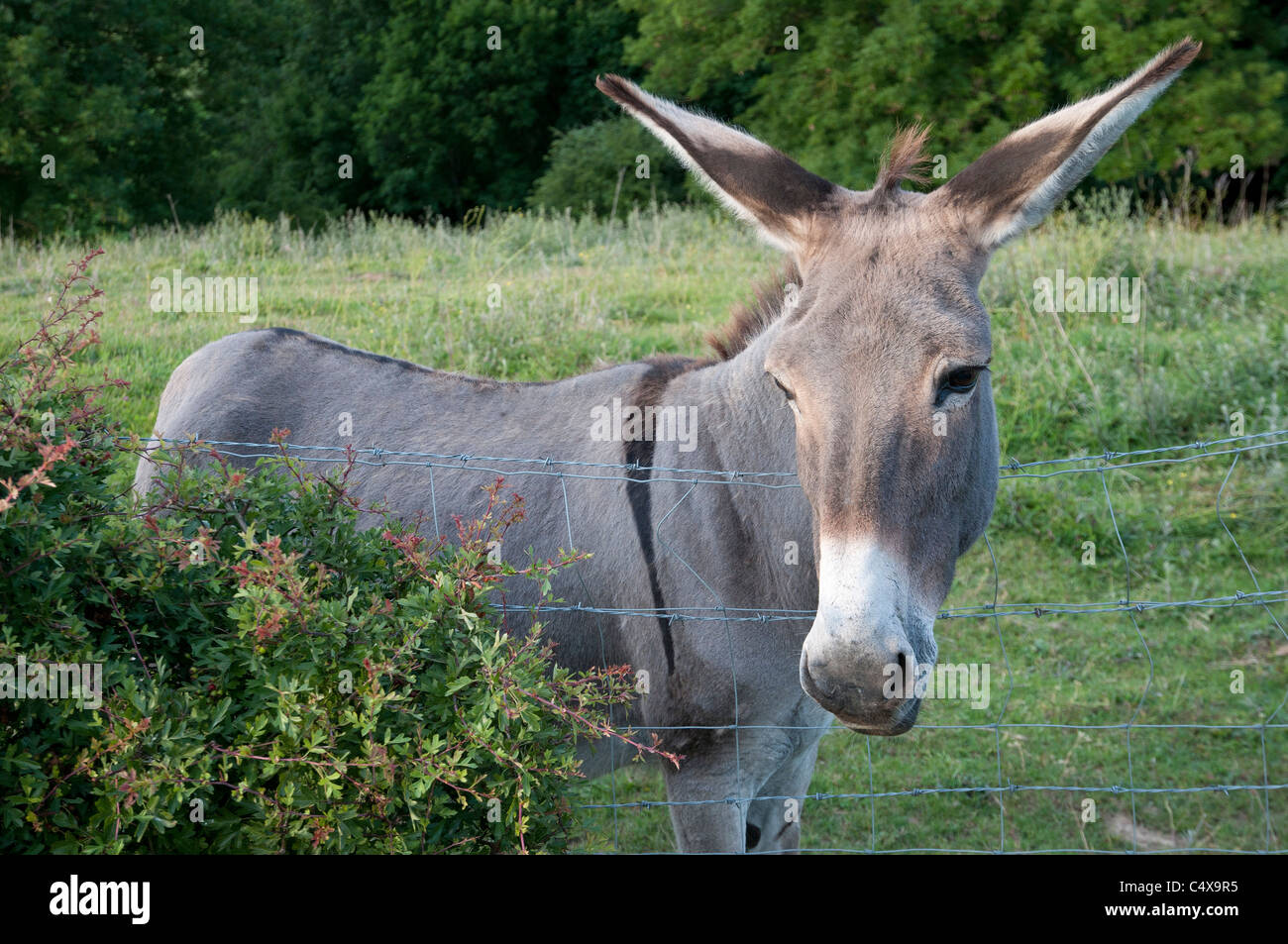 Oreille High Resolution Stock Photography and Images - Alamy
