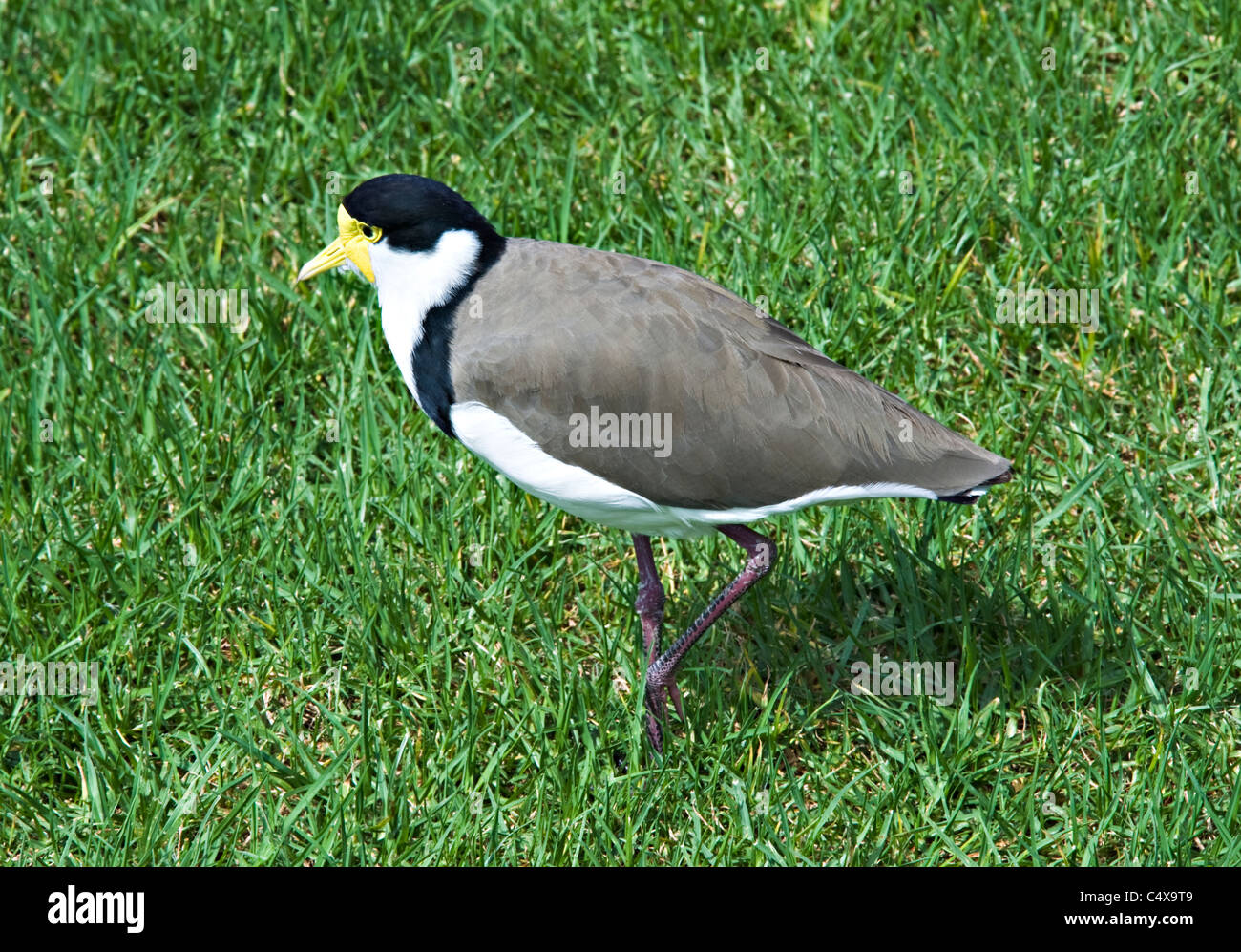 A Masked Lapwing or Plover on Lawn at Royal Botanic Garden Sydney New ...