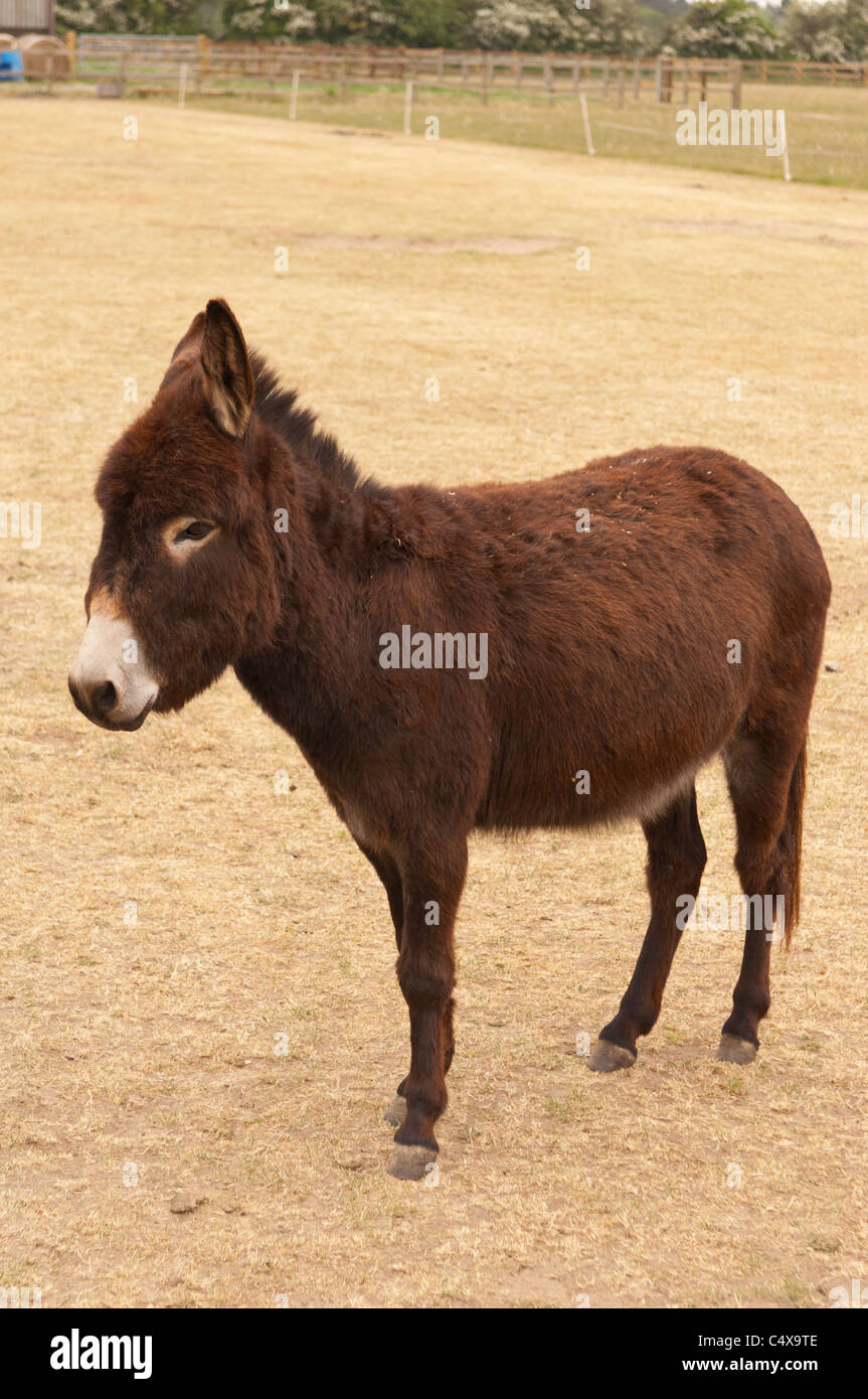 A Donkey at Redwings Horse Sanctuary at the Caldecott Visitor Centre in ...