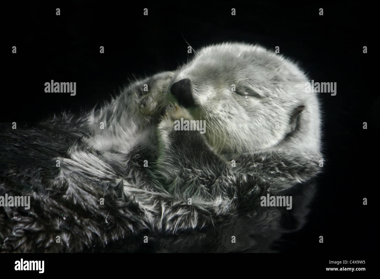 Sea otter sleeping hi-res stock photography and images - Alamy
