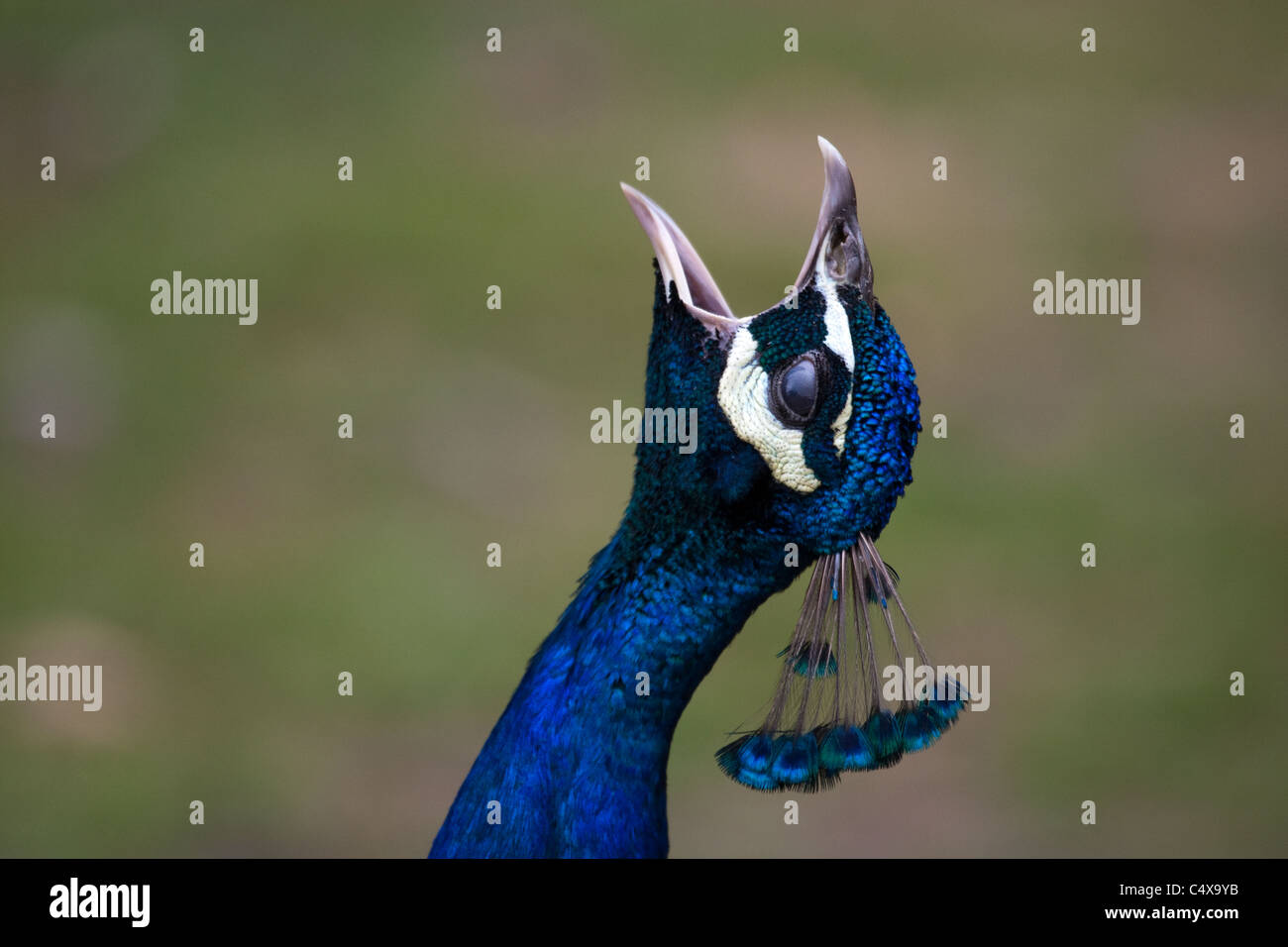 A Peacock calling Stock Photo - Alamy