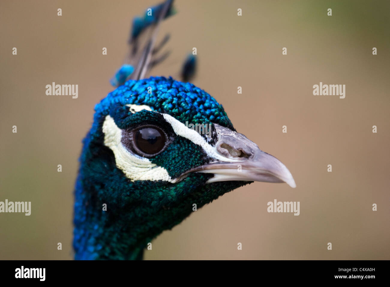 A Peacock calling Stock Photo - Alamy