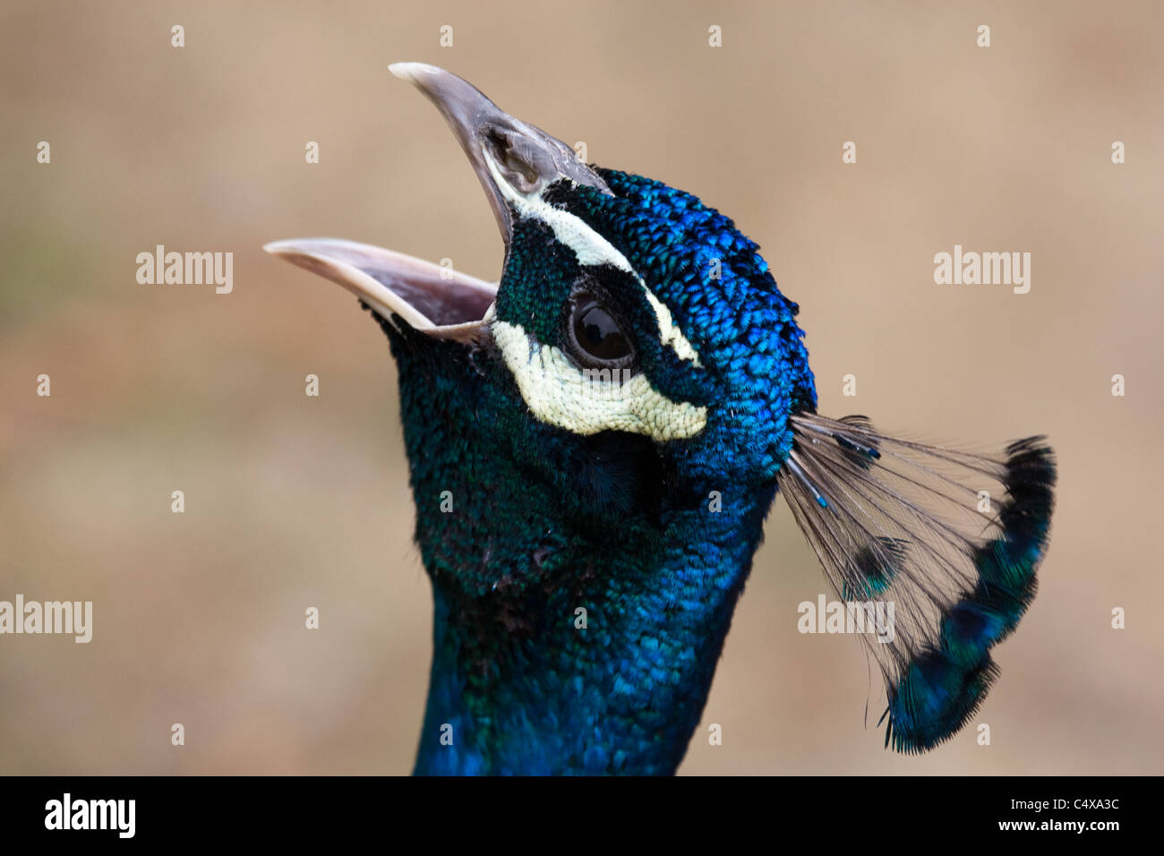 A Peacock calling Stock Photo - Alamy