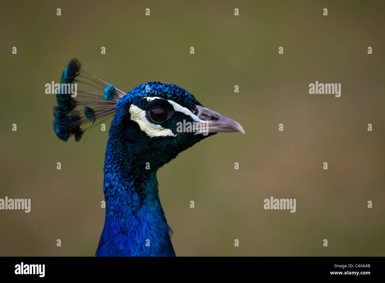 A Peacock calling Stock Photo - Alamy