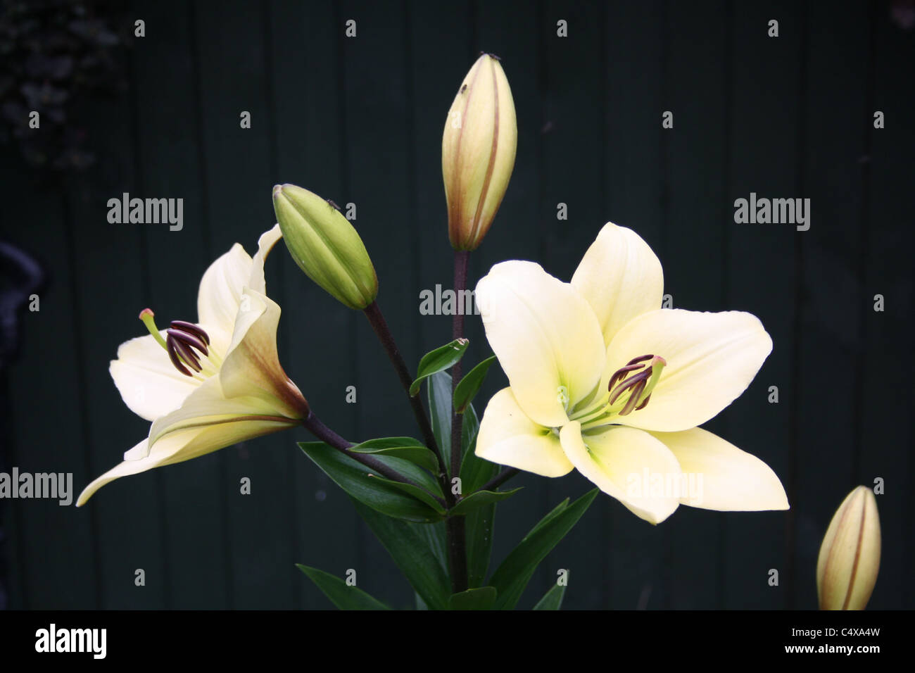 Pale yellow lily hi-res stock photography and images - Alamy