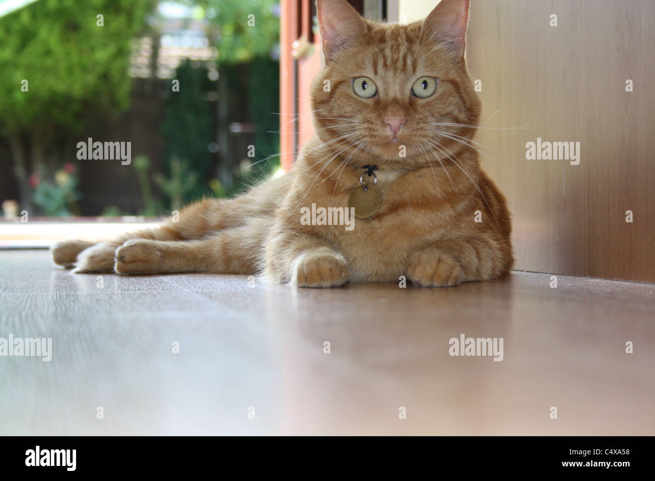 Ginger cat posing for the camera Stock Photo - Alamy