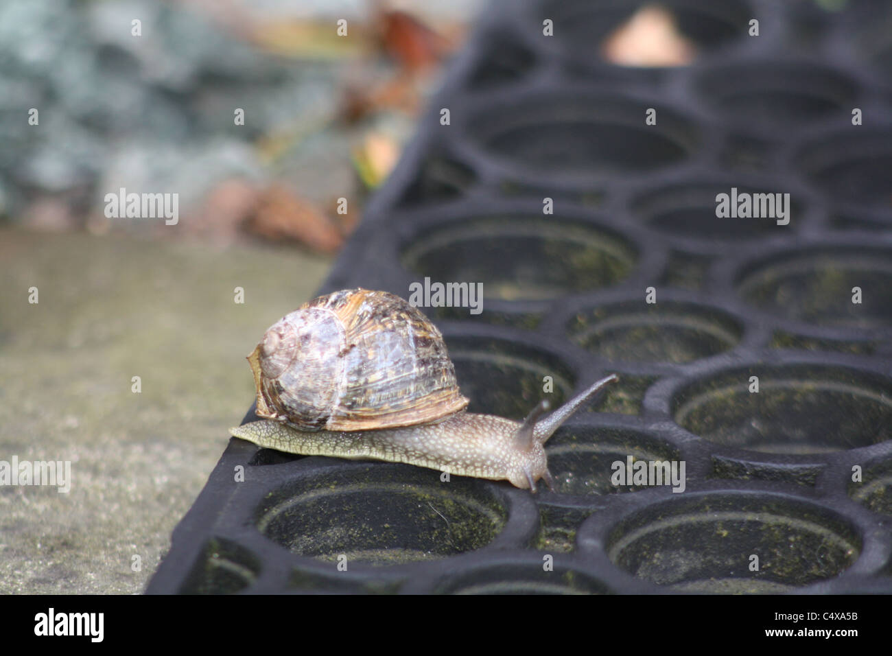 Snail slowly moving Stock Photo - Alamy