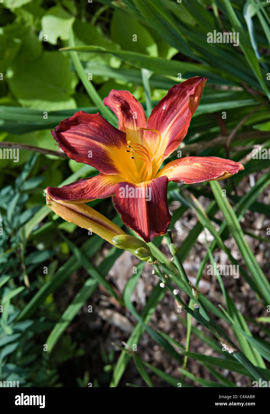 Deep Red and Yellow Daylily Plantation Embers Flower in Bloom in Royal ...