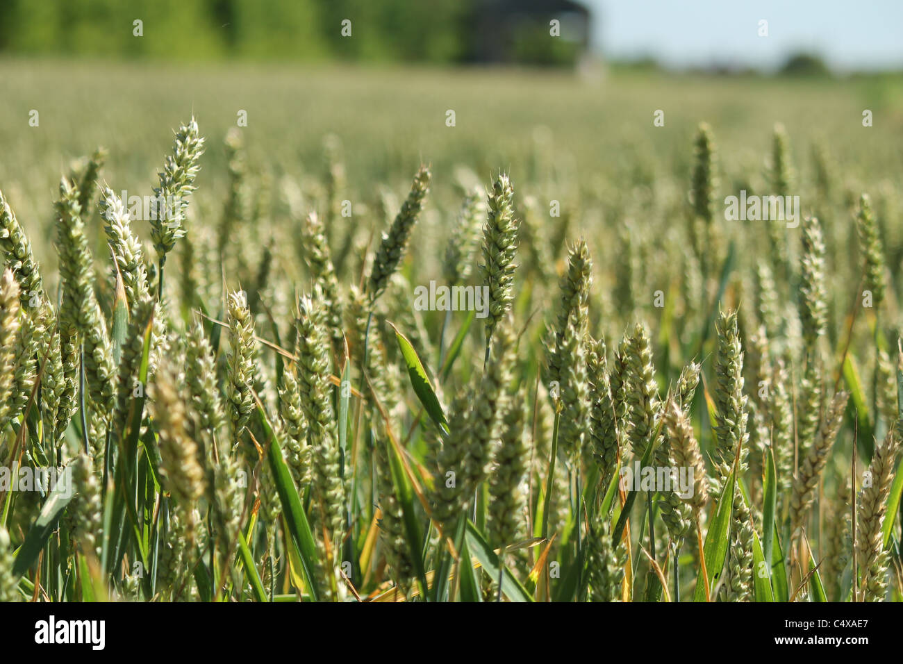 Wheat seeds heads in a field Stock Photo - Alamy