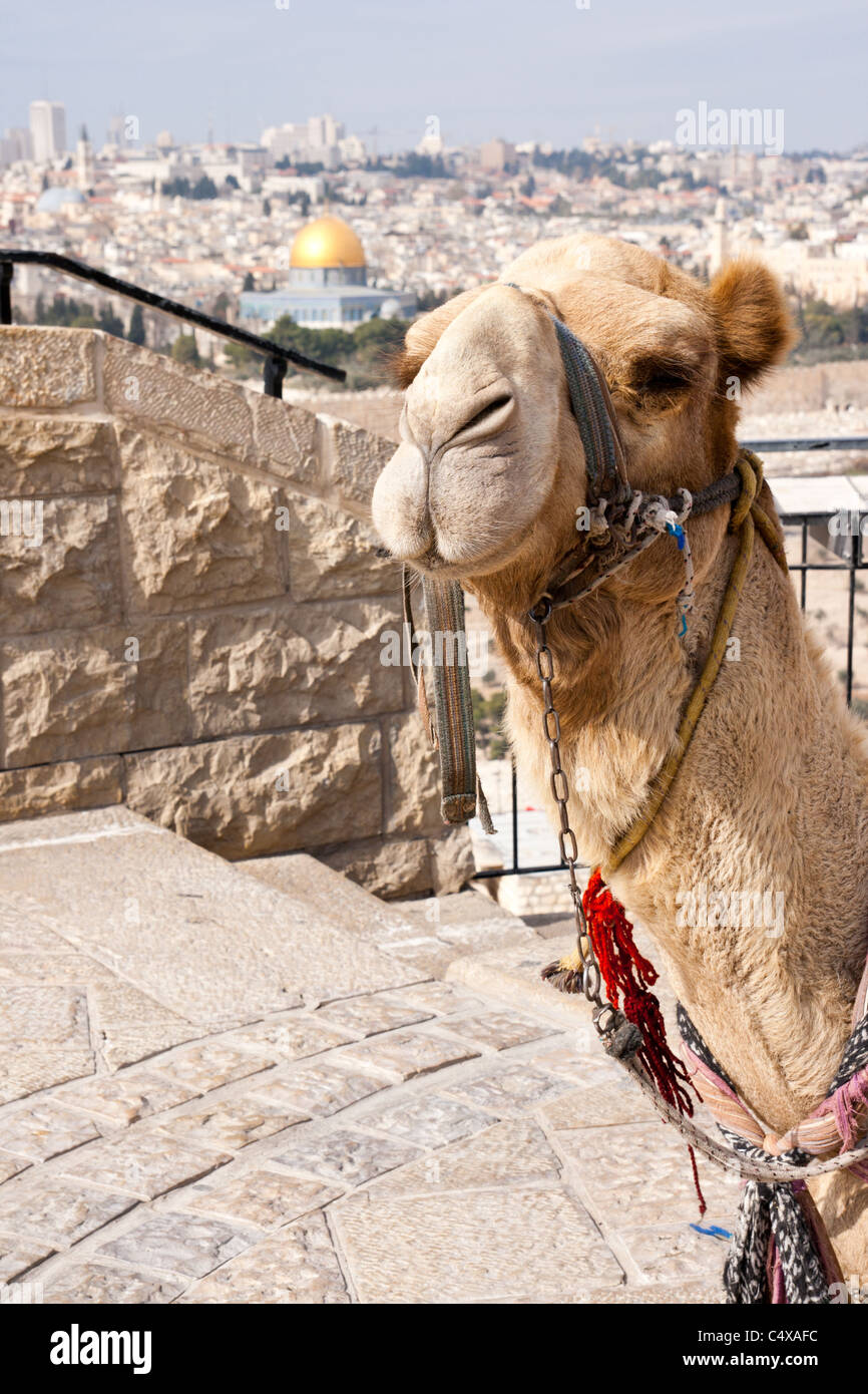 Camel on the Mount of Olives in front of the Dome of Rock in Jerusalem ...