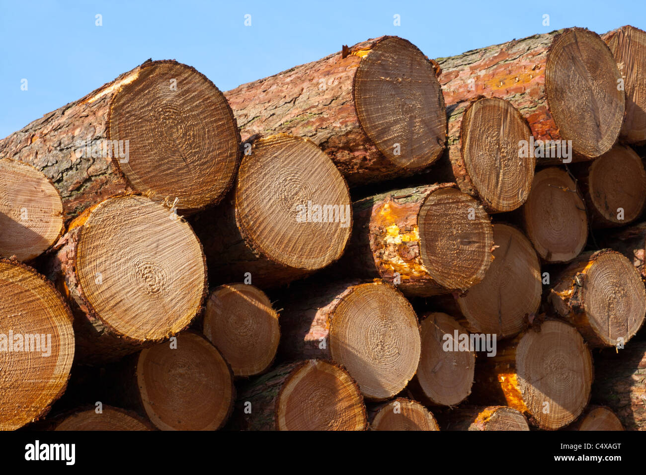 Pile of chopped trees Stock Photo - Alamy