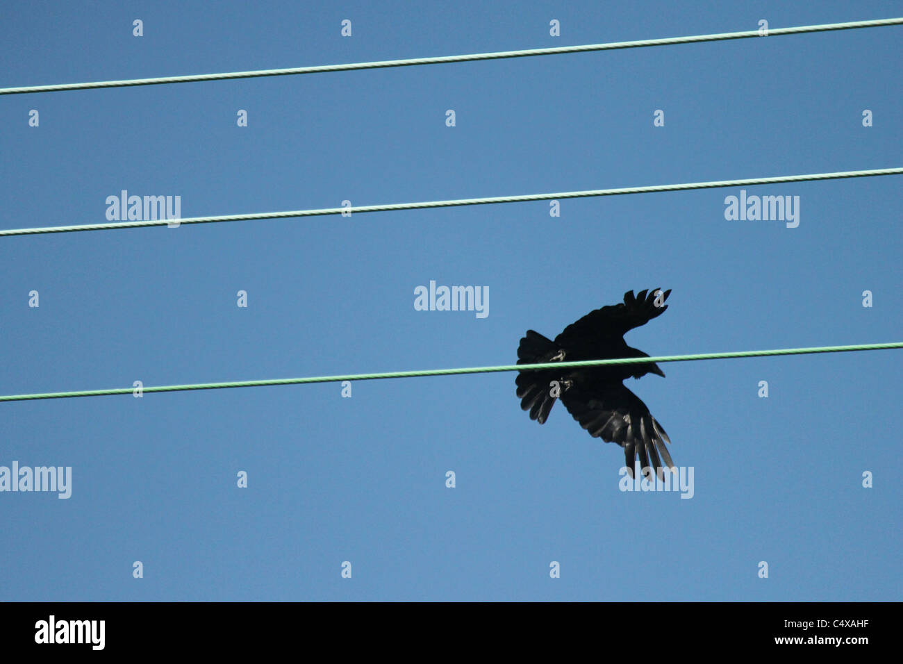 The Fly Of The Crow High Resolution Stock Photography and Images - Alamy