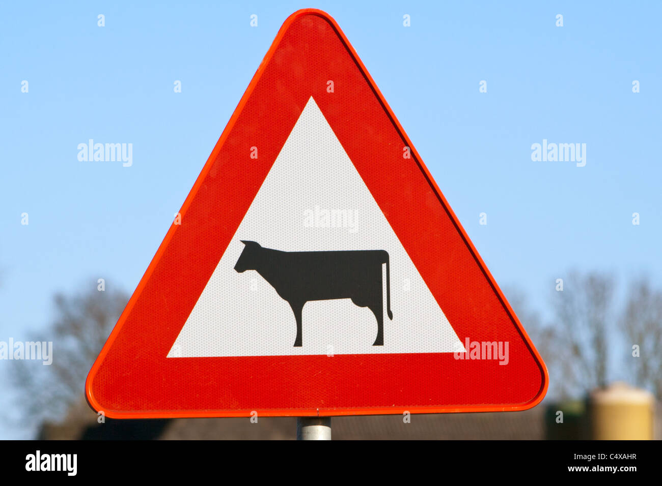 Cow warning sign Stock Photo - Alamy