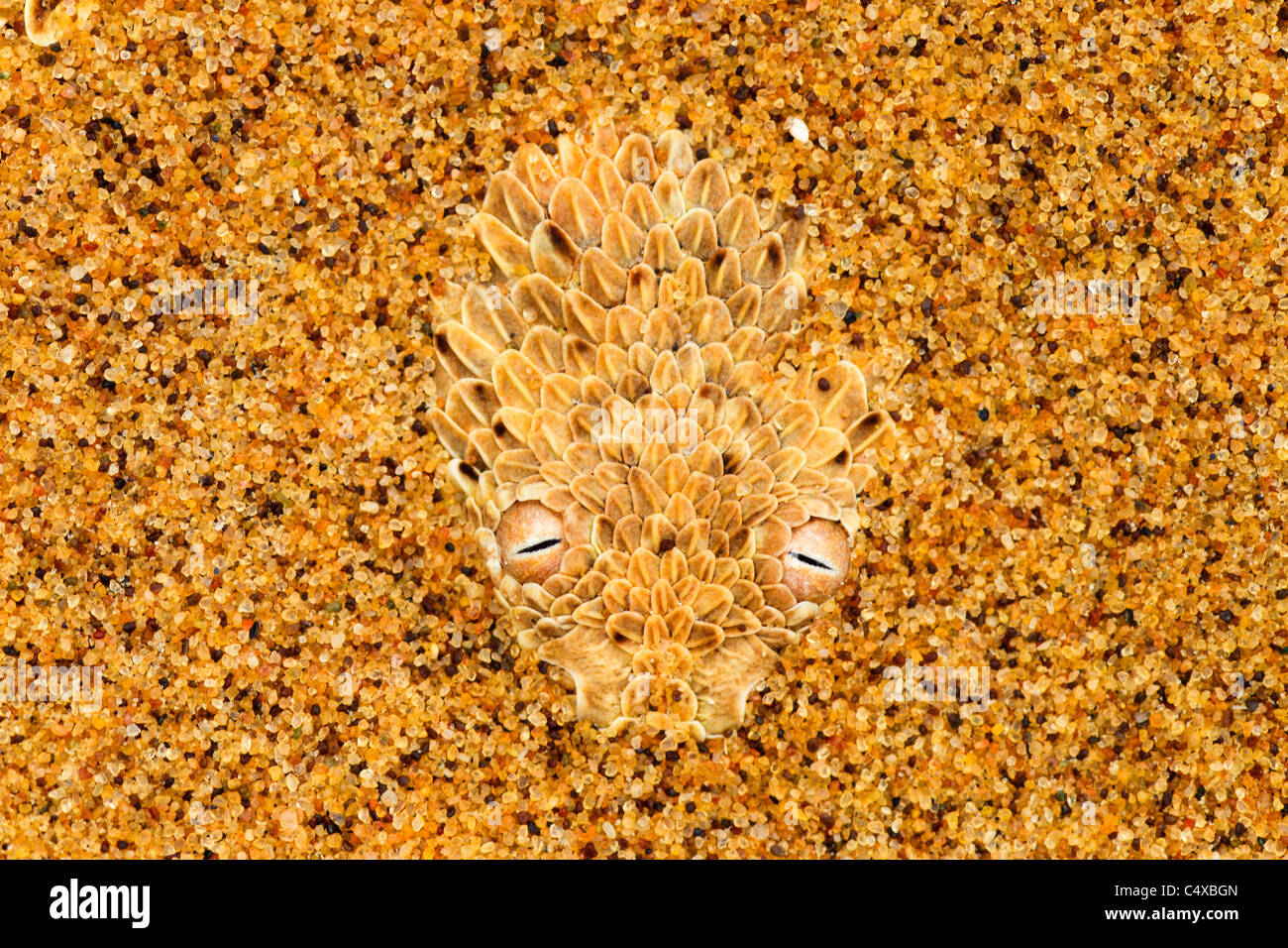 Viperids hi-res stock photography and images - Alamy