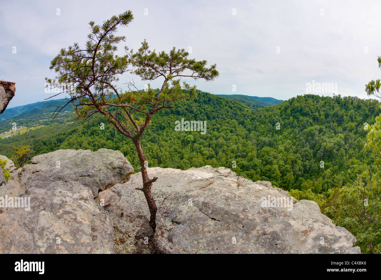 Tree growing rock cliff hi-res stock photography and images - Alamy