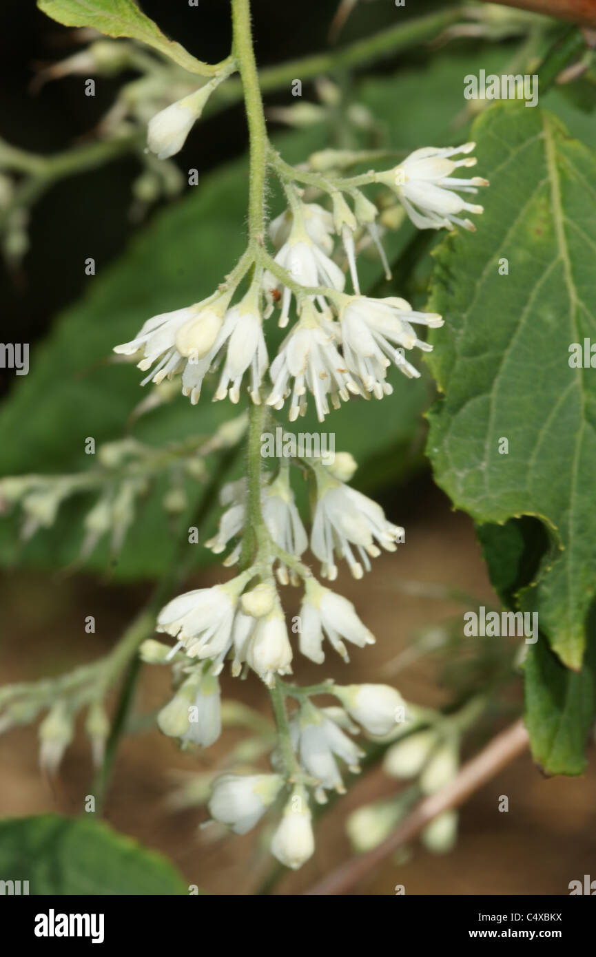Pterostyrax hispida hi-res stock photography and images - Alamy