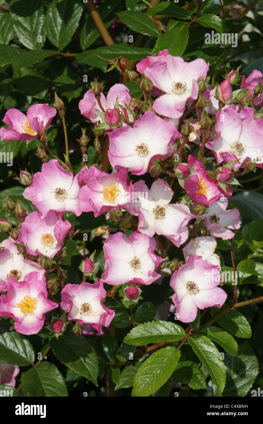 Shrub rose ballerina hi-res stock photography and images - Alamy
