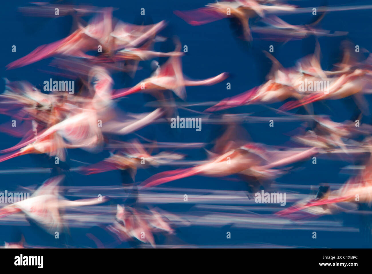 Lesser Flamingo (Phoenicopterus minor) flying over Lake Bogoria.Kenya ...