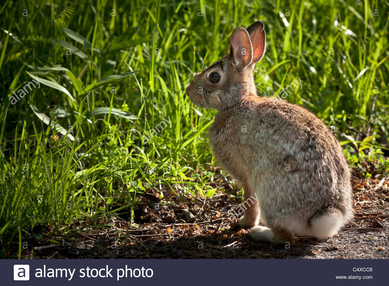 Floridanus High Resolution Stock Photography and Images - Alamy