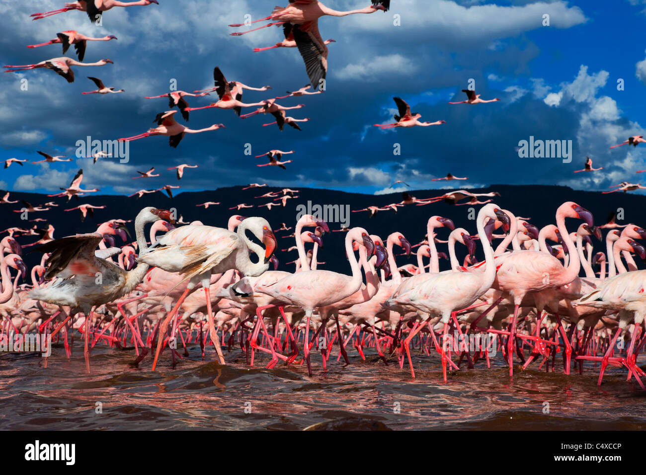 Lesser Flamingo (Phoenicopterus minor) at Lake Bogoria.Kenya Stock ...