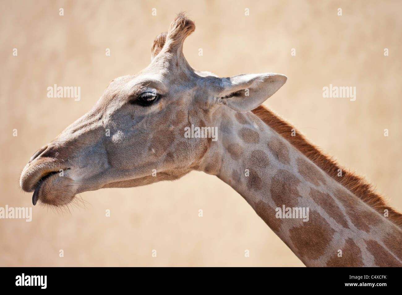A giraffe looking down Stock Photo - Alamy