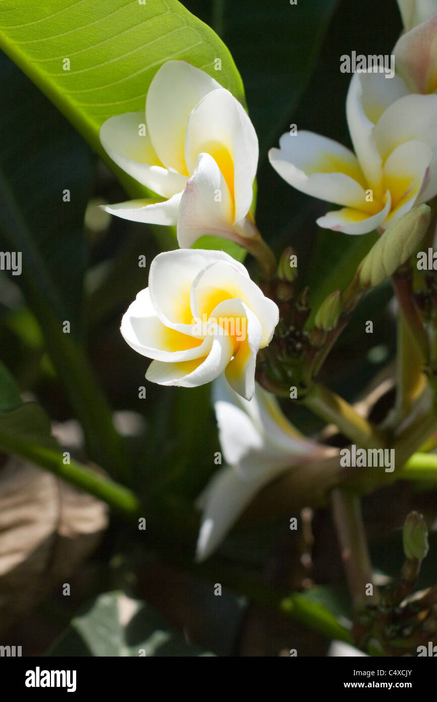Native frangipani hi-res stock photography and images - Alamy
