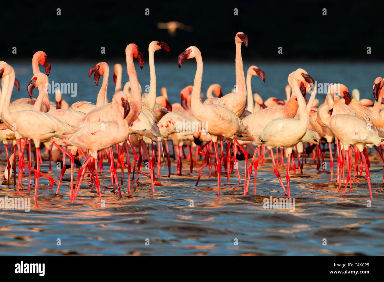 Lesser Flamingo (Phoenicopterus minor) at Lake Bogoria.Kenya Stock ...