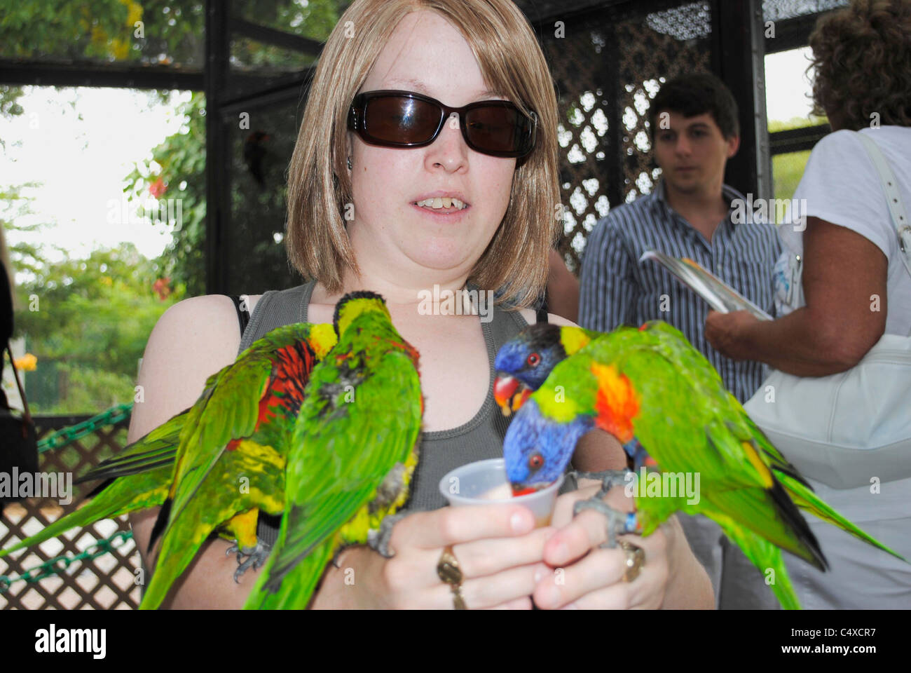 Parrots being feed by hand Stock Photo - Alamy