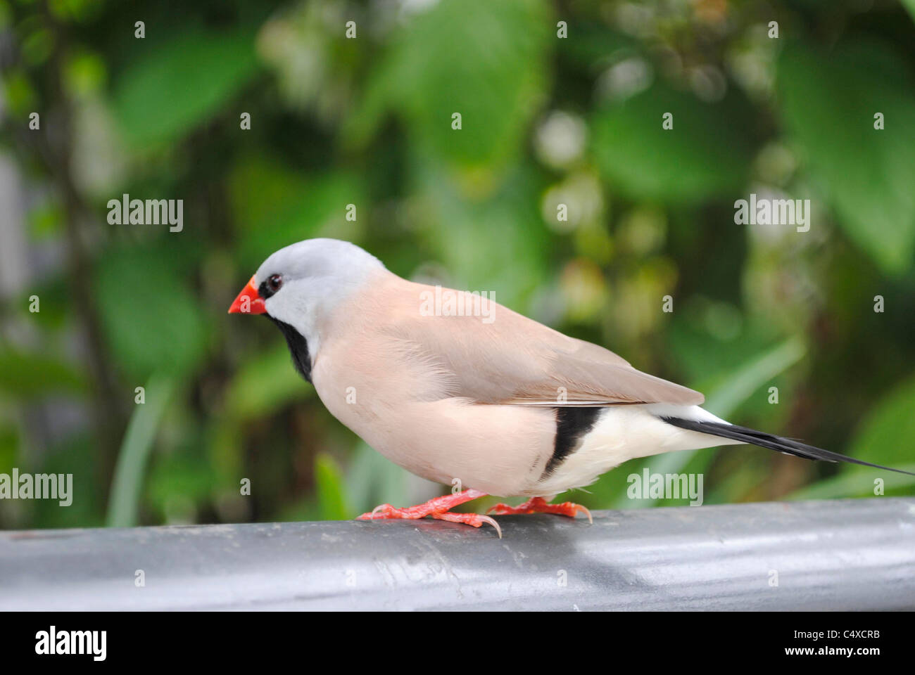 Hecks grassfinch hi-res stock photography and images - Alamy