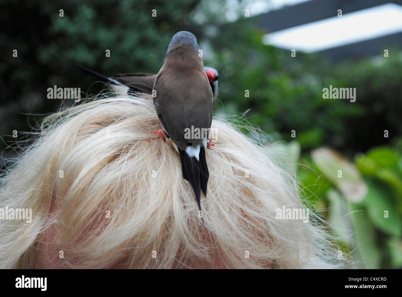 Long tailed finch hi-res stock photography and images - Alamy