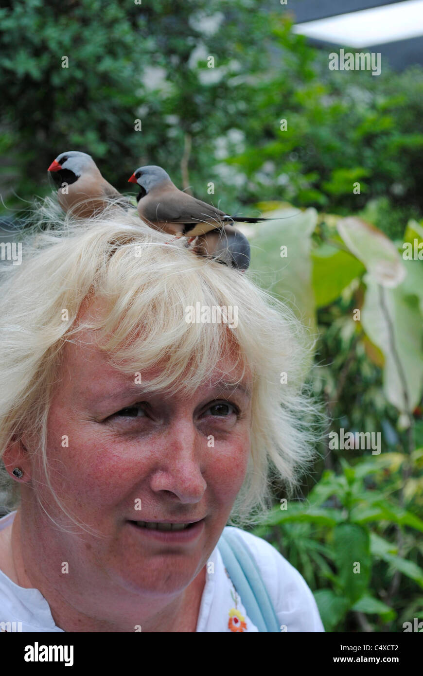 Fawn Shaft-tail Finch perched on a head Stock Photo - Alamy
