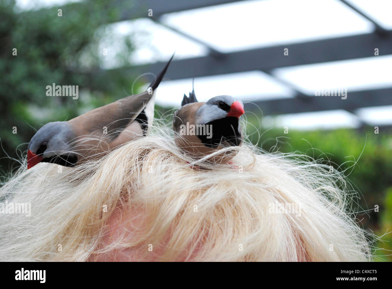 Shaft tailed finch hi-res stock photography and images - Alamy