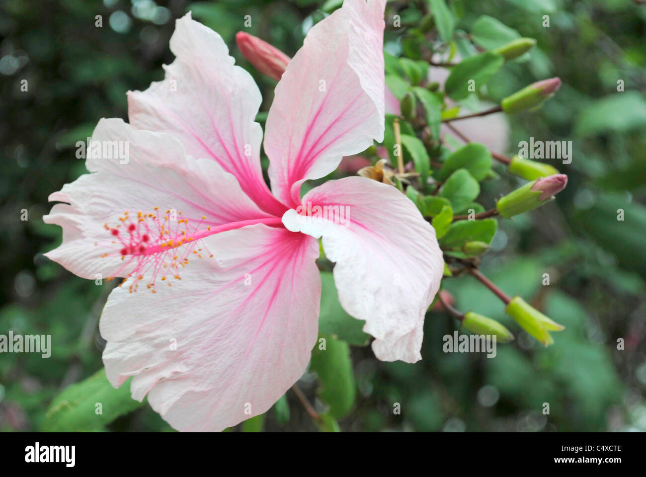 Close up pink hibiscus rosa sinensis hi-res stock photography and ...