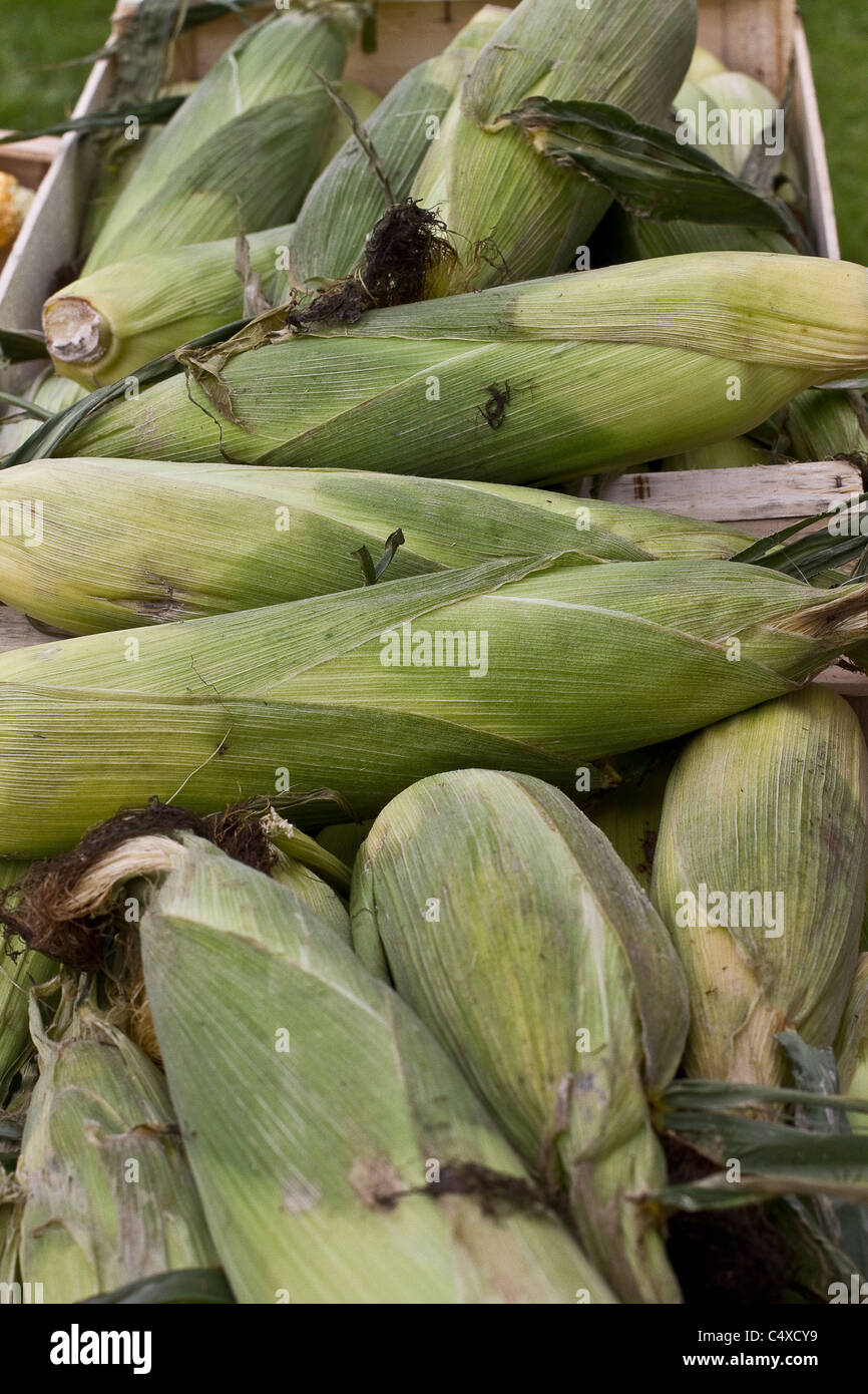Raw uncooked boxed maize at Preston Mela in Avenham park Celebrating ...