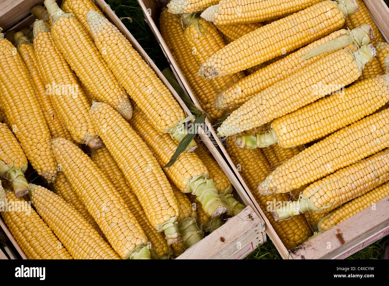 Corn Cob Harvest Uk High Resolution Stock Photography and Images - Alamy